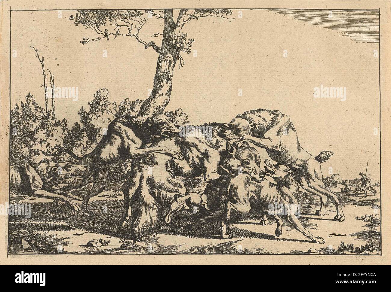 Wolf attacked by five hunting dogs; Hunting dogs Stock Photo - Alamy
