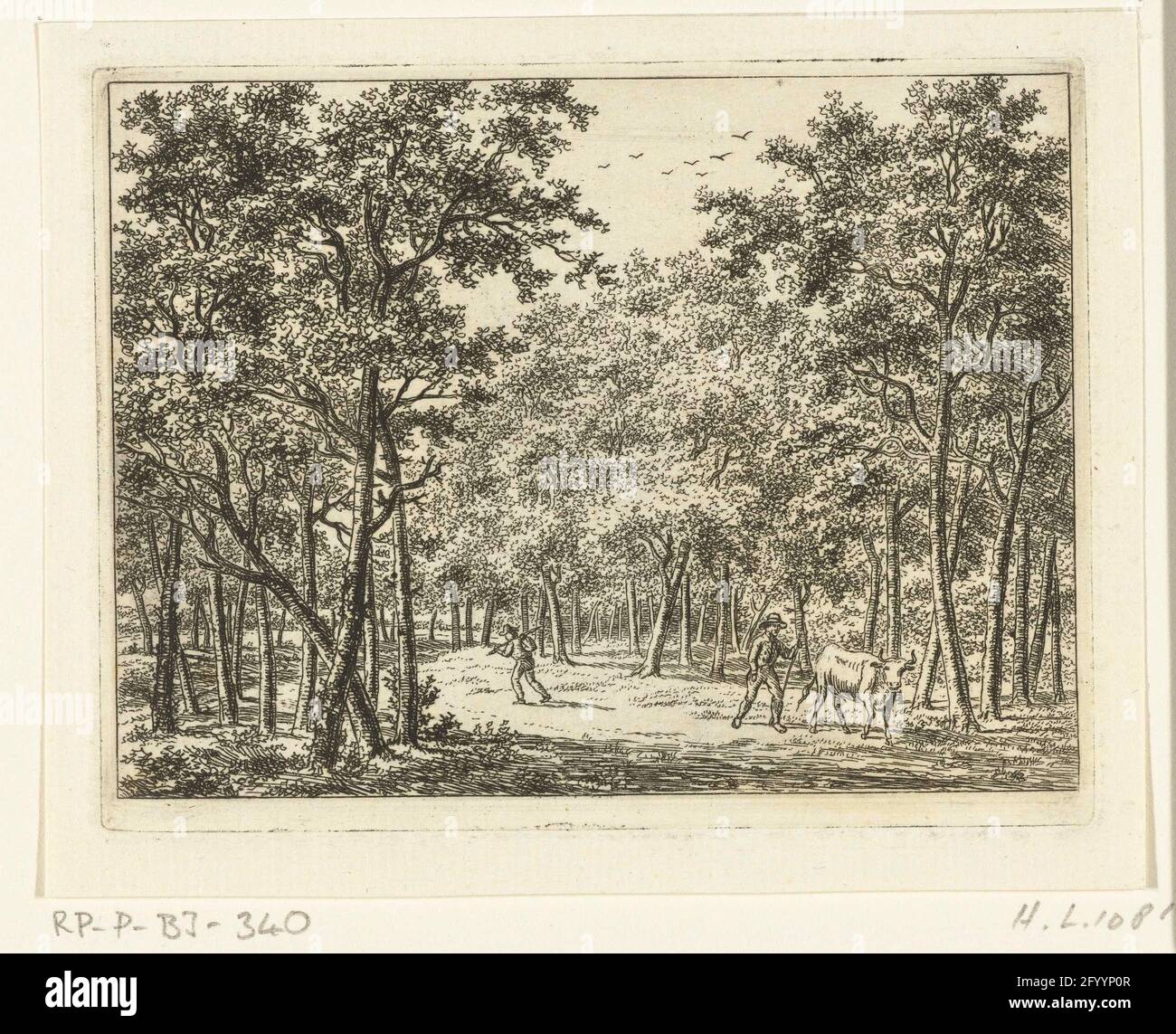 Shepherd with cow in the forest Stock Photo - Alamy