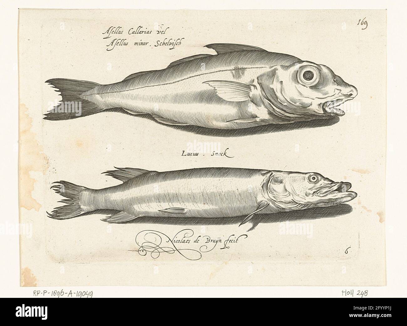 Haddock and pike; Libelivs variable genera piscium compensators ...