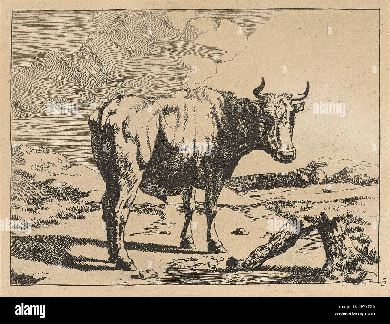 Bull standing at tree stump; Cows and sheep Stock Photo - Alamy