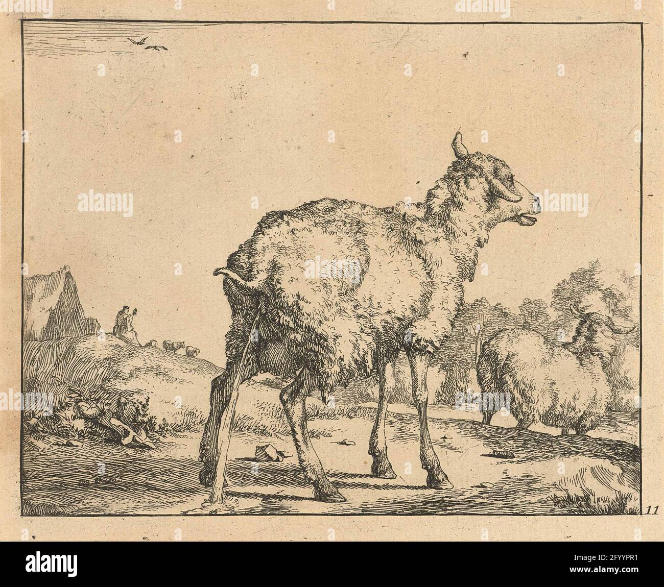 Pissing sheep; Sheep Stock Photo - Alamy