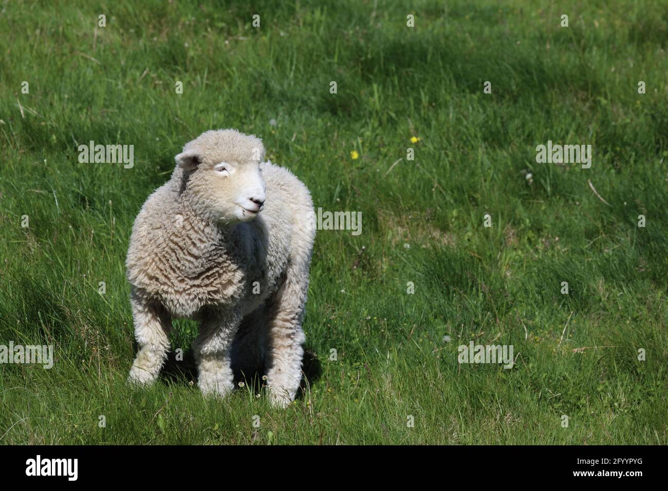 Romneyschaf / Romney sheep / Ovis Stock Photo - Alamy