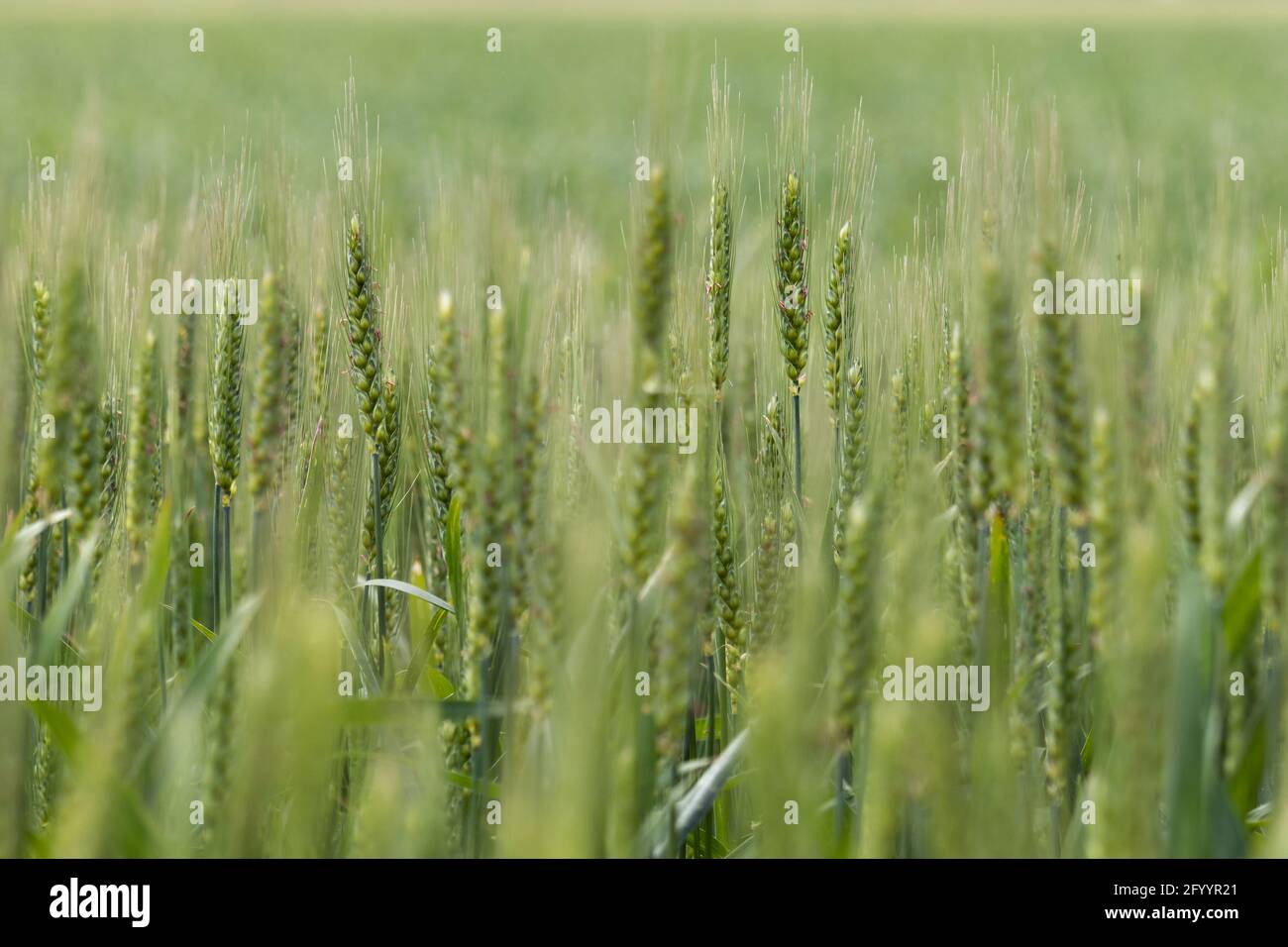 Spring grain hi-res stock photography and images - Alamy