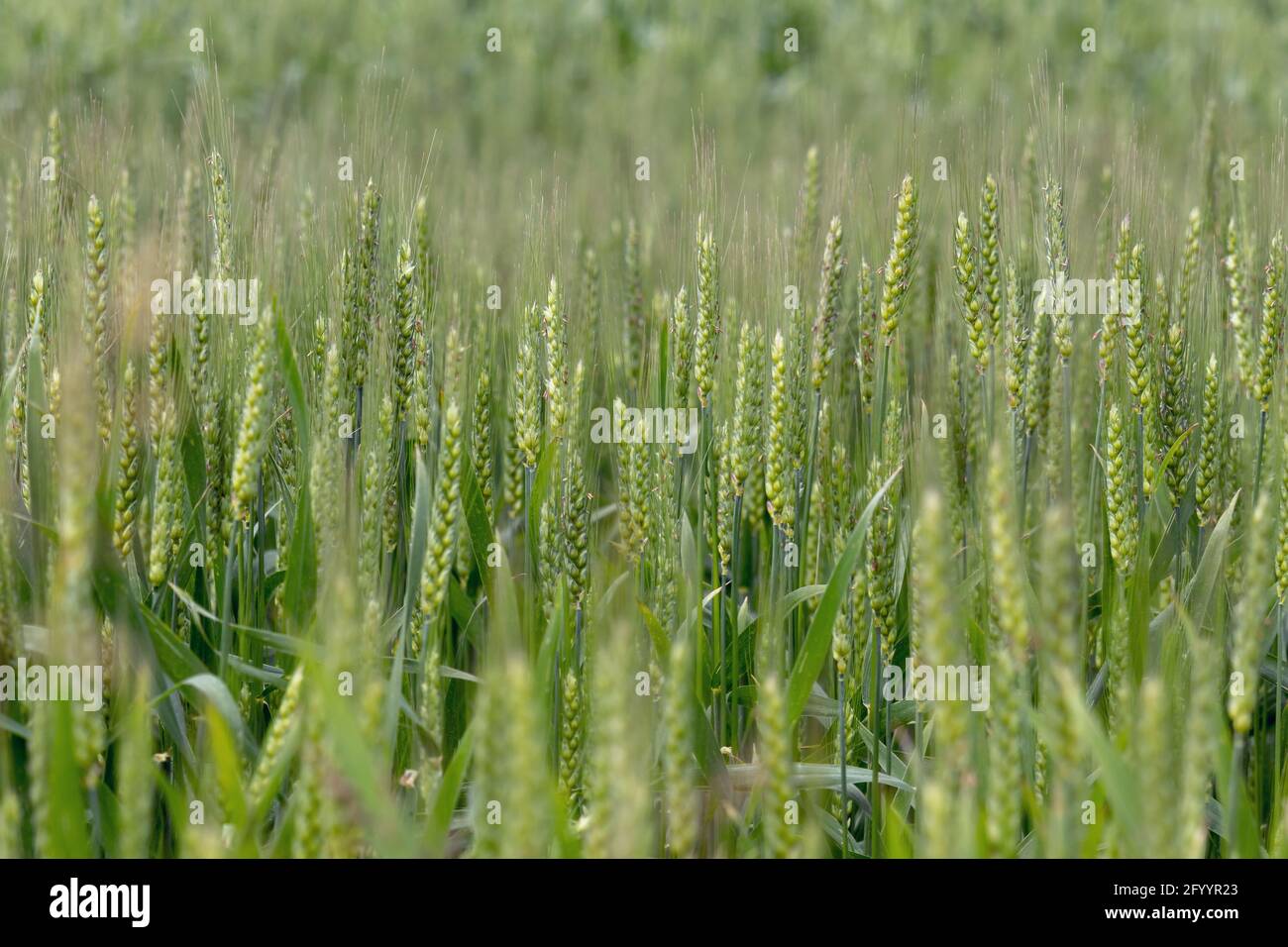 Green wheat field in spring on a sunny day Stock Photo - Alamy
