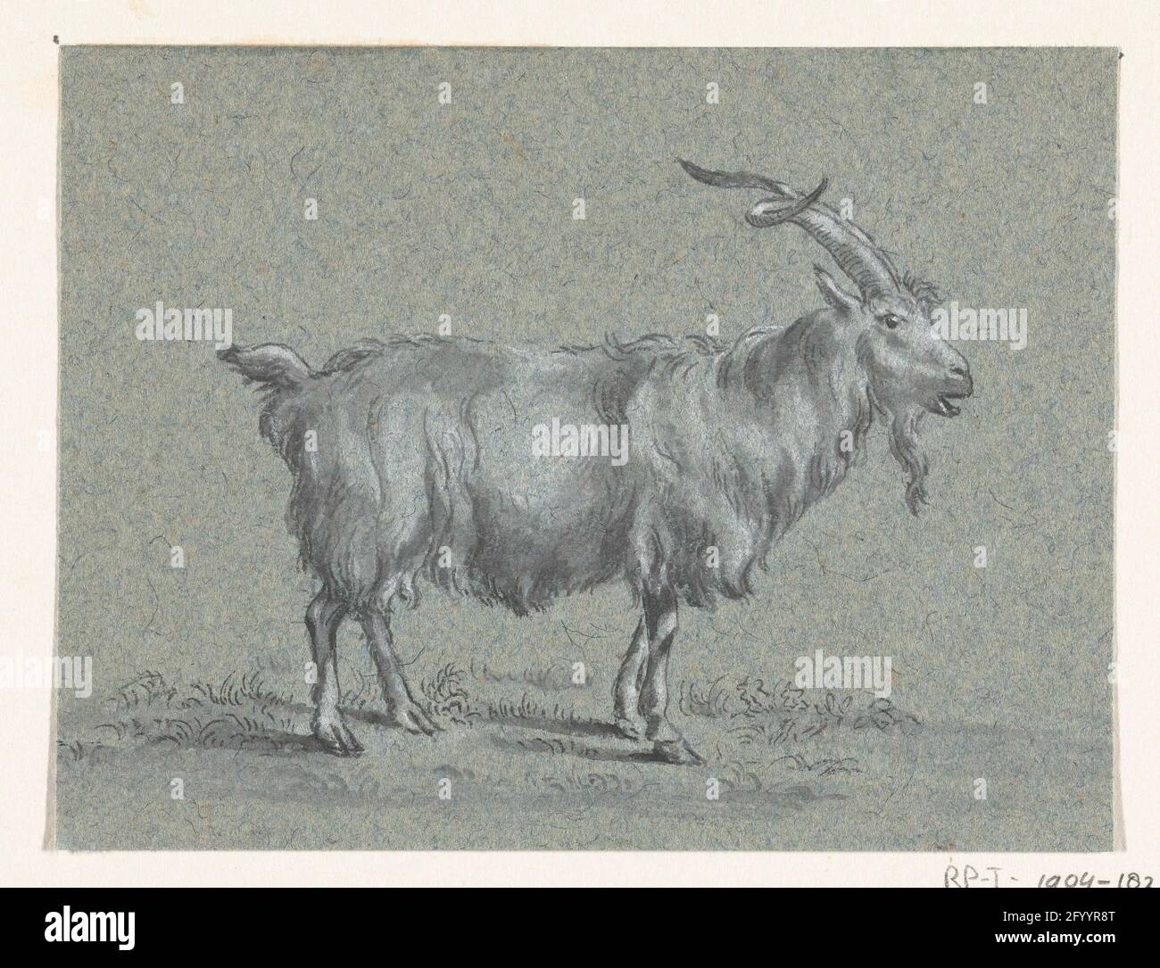 Standing goat, right Stock Photo - Alamy