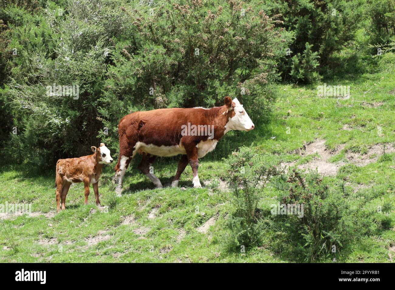 Rind / Cattle / Bovinae Stock Photo - Alamy