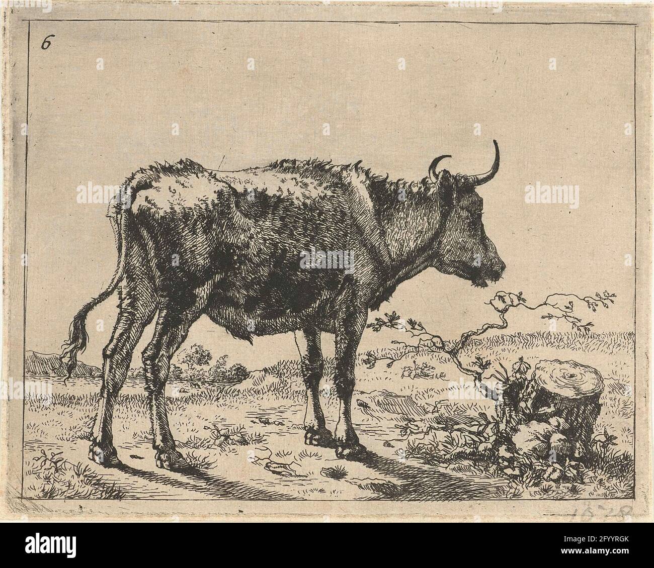 Bull standing at tree stump; Cattle and pigs Stock Photo - Alamy