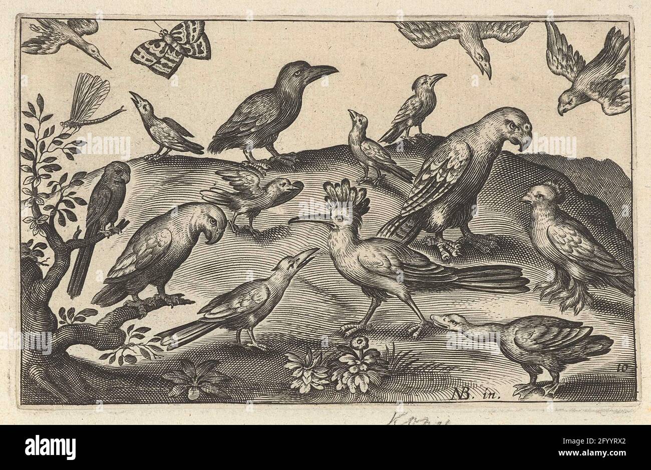 Hop and other birds; Birds and insects Stock Photo - Alamy