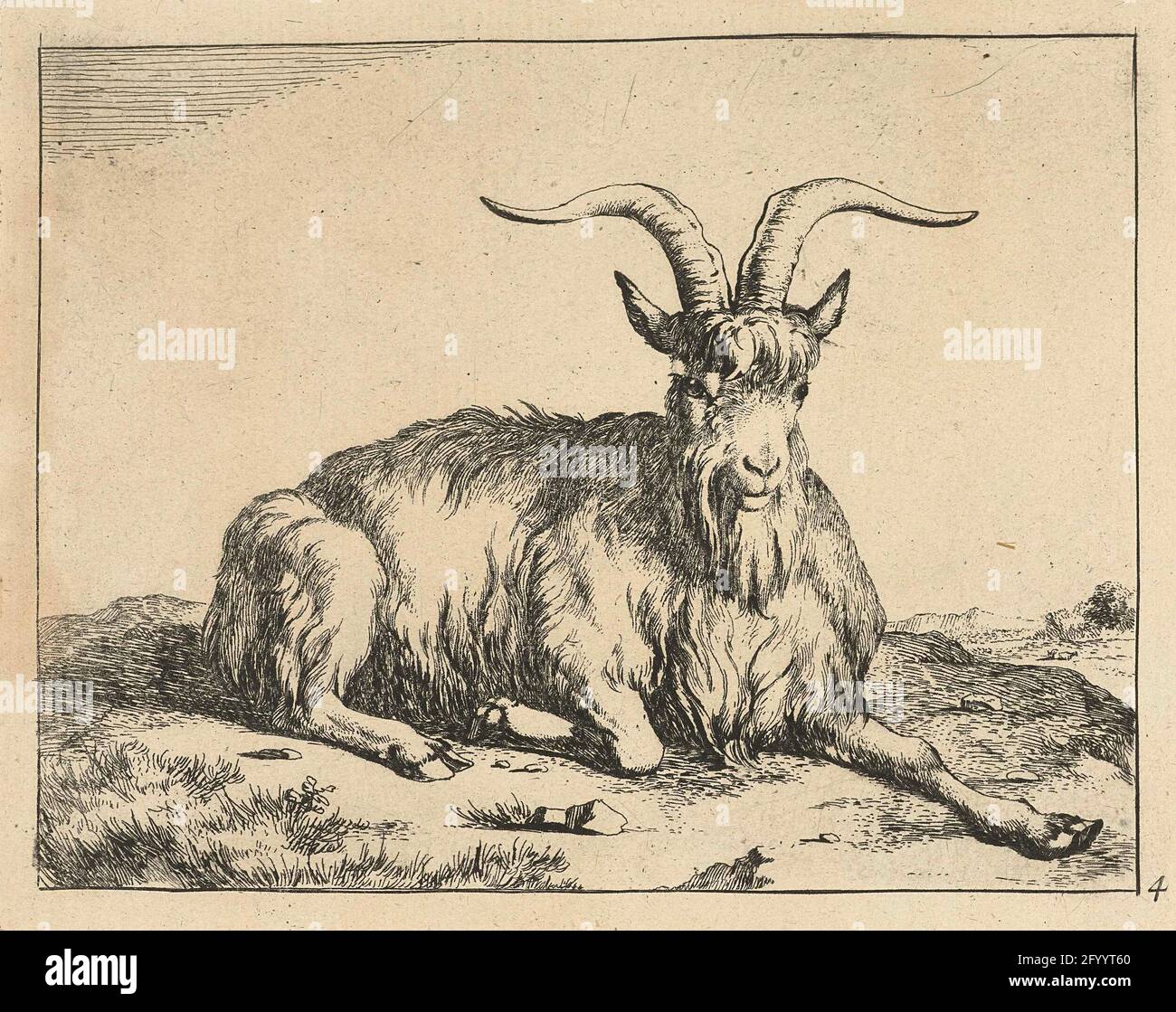 Lying goat the front leg extended; Goats and goats Stock Photo - Alamy