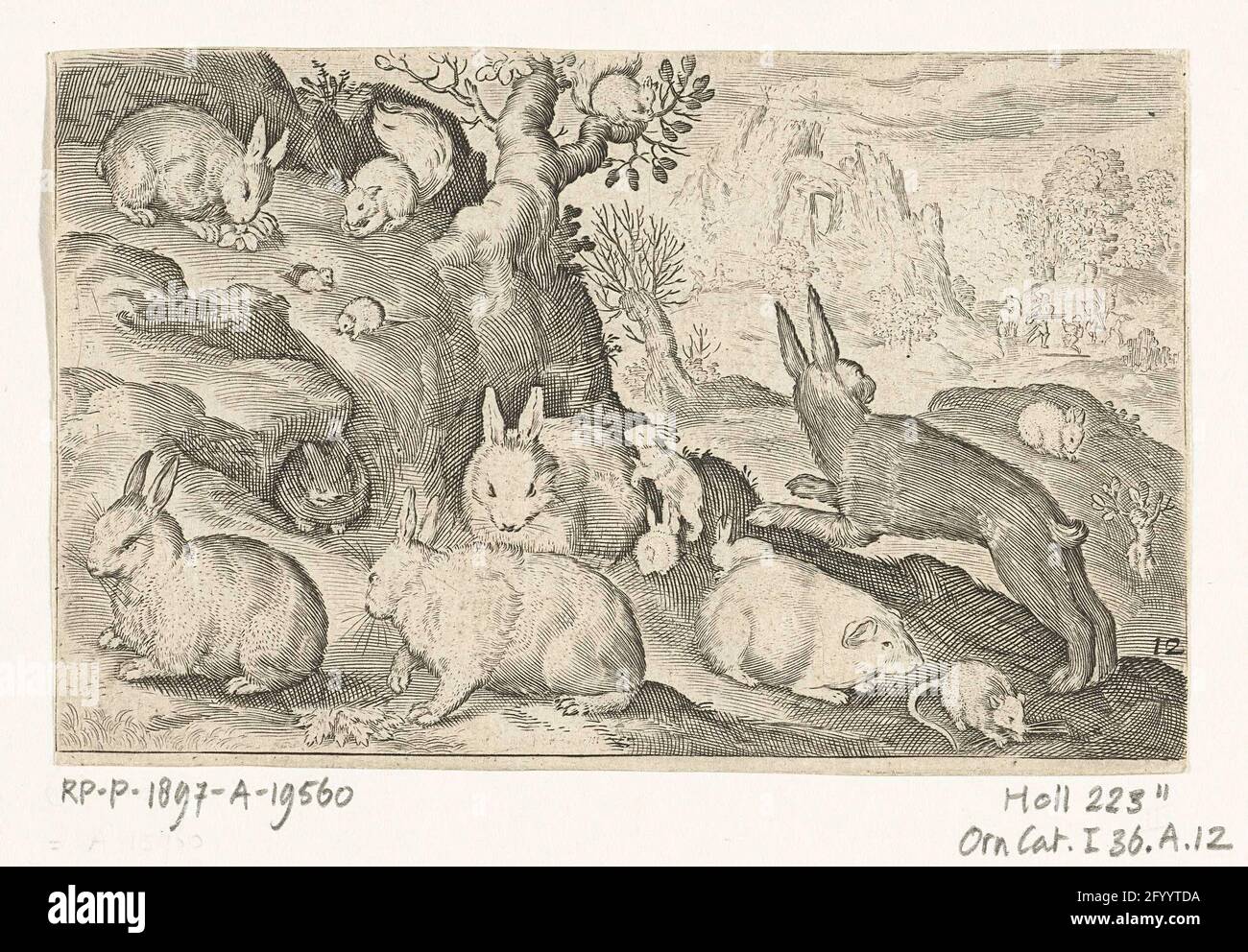 Rabbits, squirrel, guinea pig and mouse; Animalivm qvadrvpedvm; Animals ...