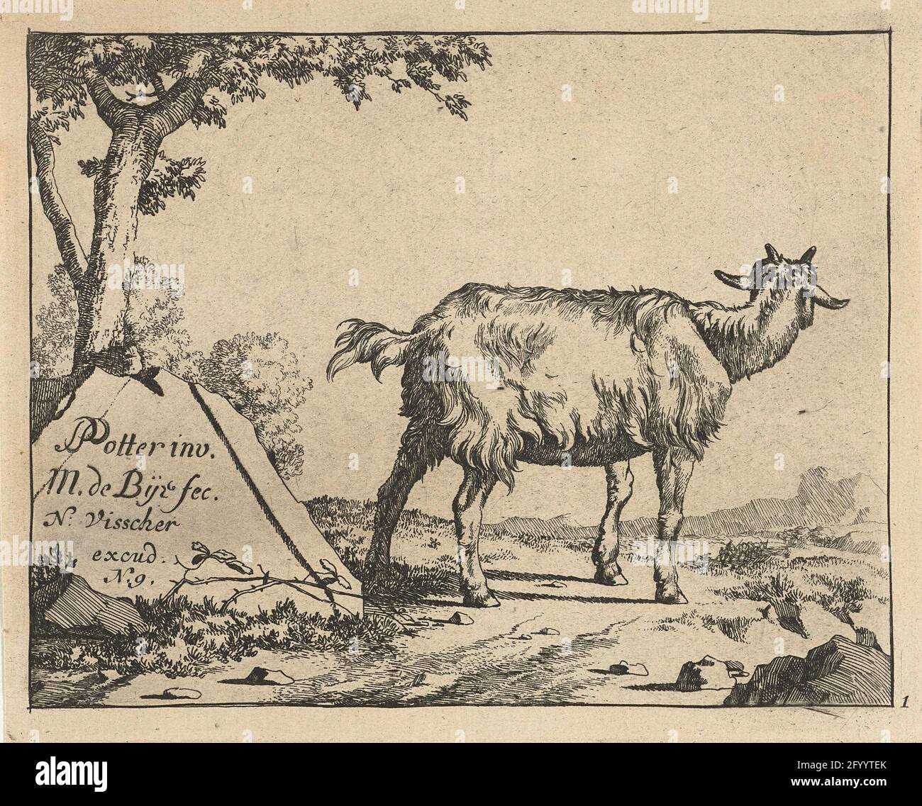 Standing goat from behind; Goats and goats Stock Photo - Alamy