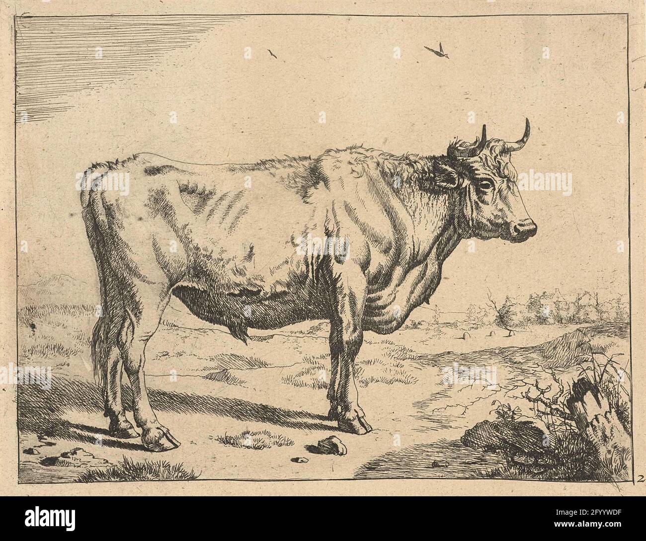 Bull, standing to the right, with birds; Cattle Stock Photo - Alamy