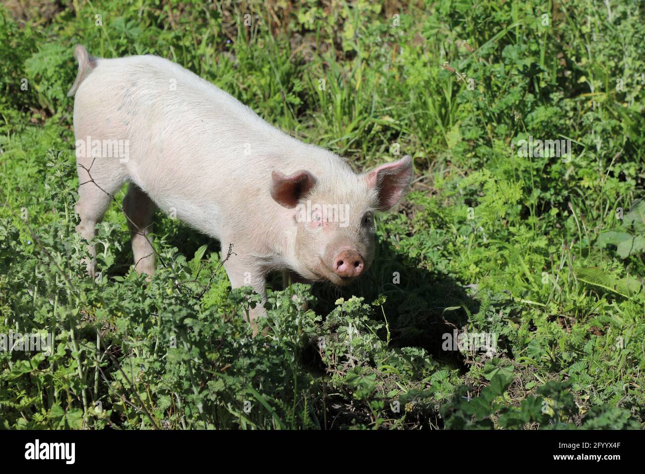 Hausschwein / Domestic pig / Sus scrofa domesticus Stock Photo - Alamy