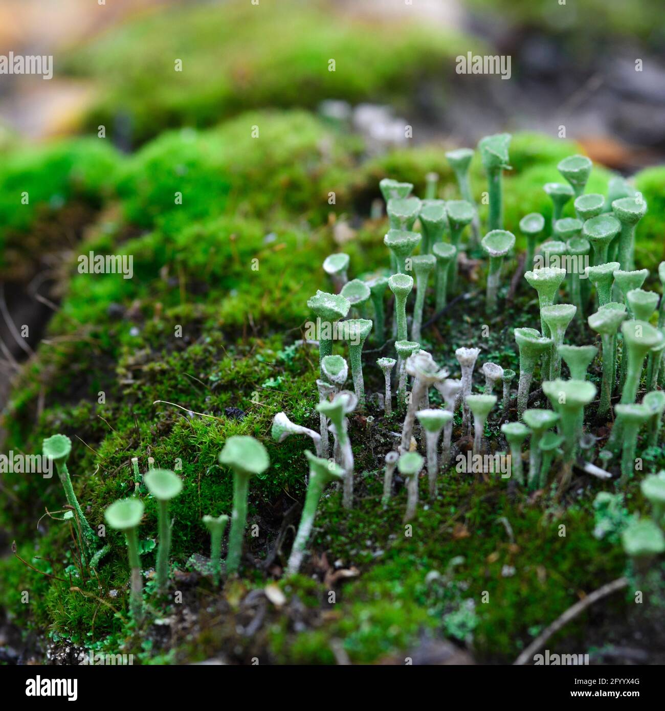 Trumpet lichen cladonia fimbriata hi-res stock photography and images ...
