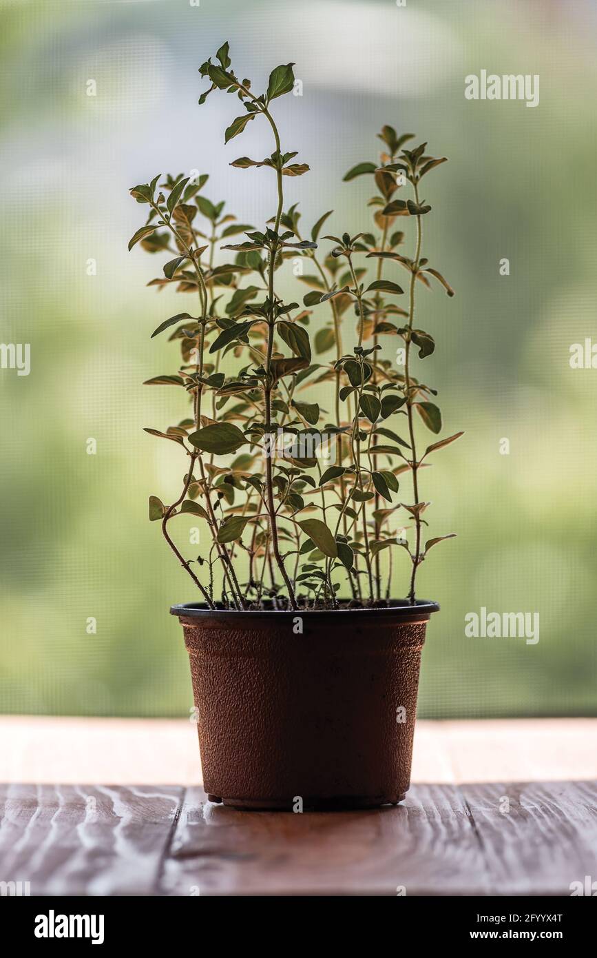 Oregano plant growing in a pot on white background isolated Stock Photo ...
