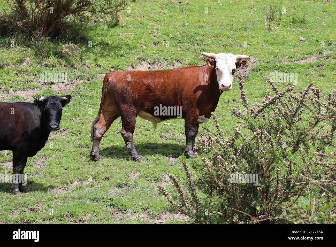 Rind / Cattle / Bovinae Stock Photo - Alamy