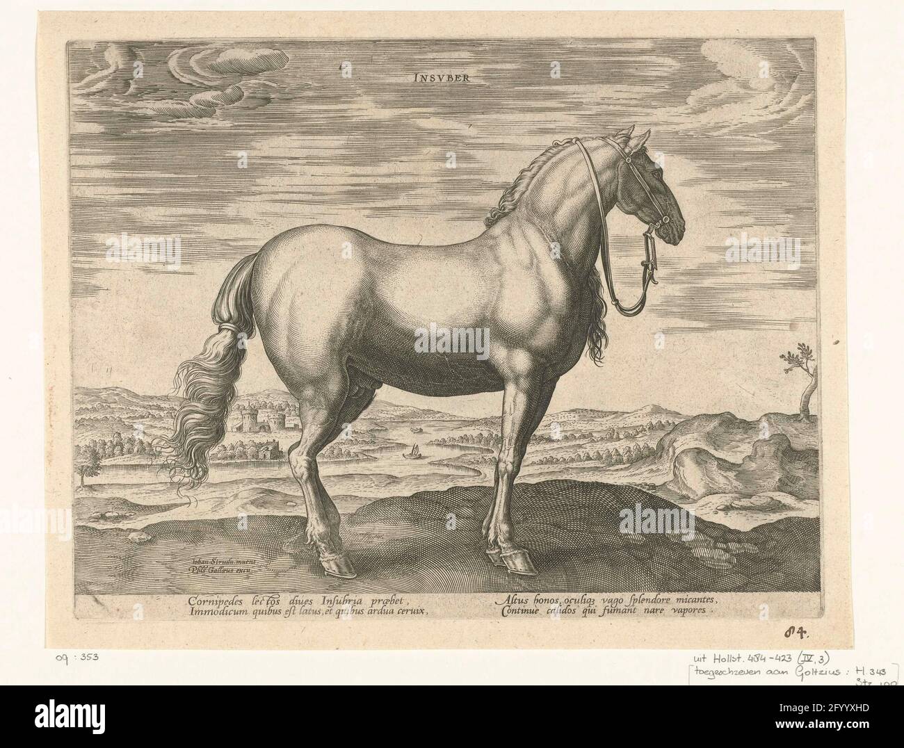 Horse from northern Italy (Insuber); Insvber; Horse breeds from the ...