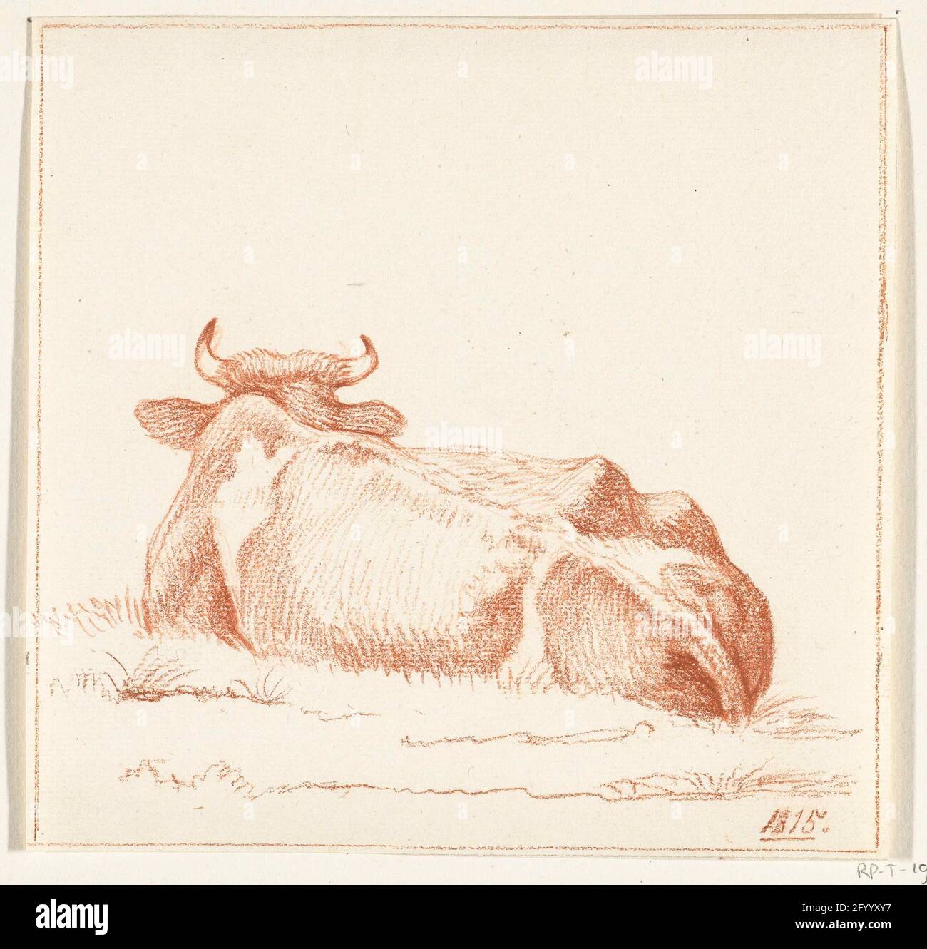 Lying cow, viewed from behind Stock Photo - Alamy