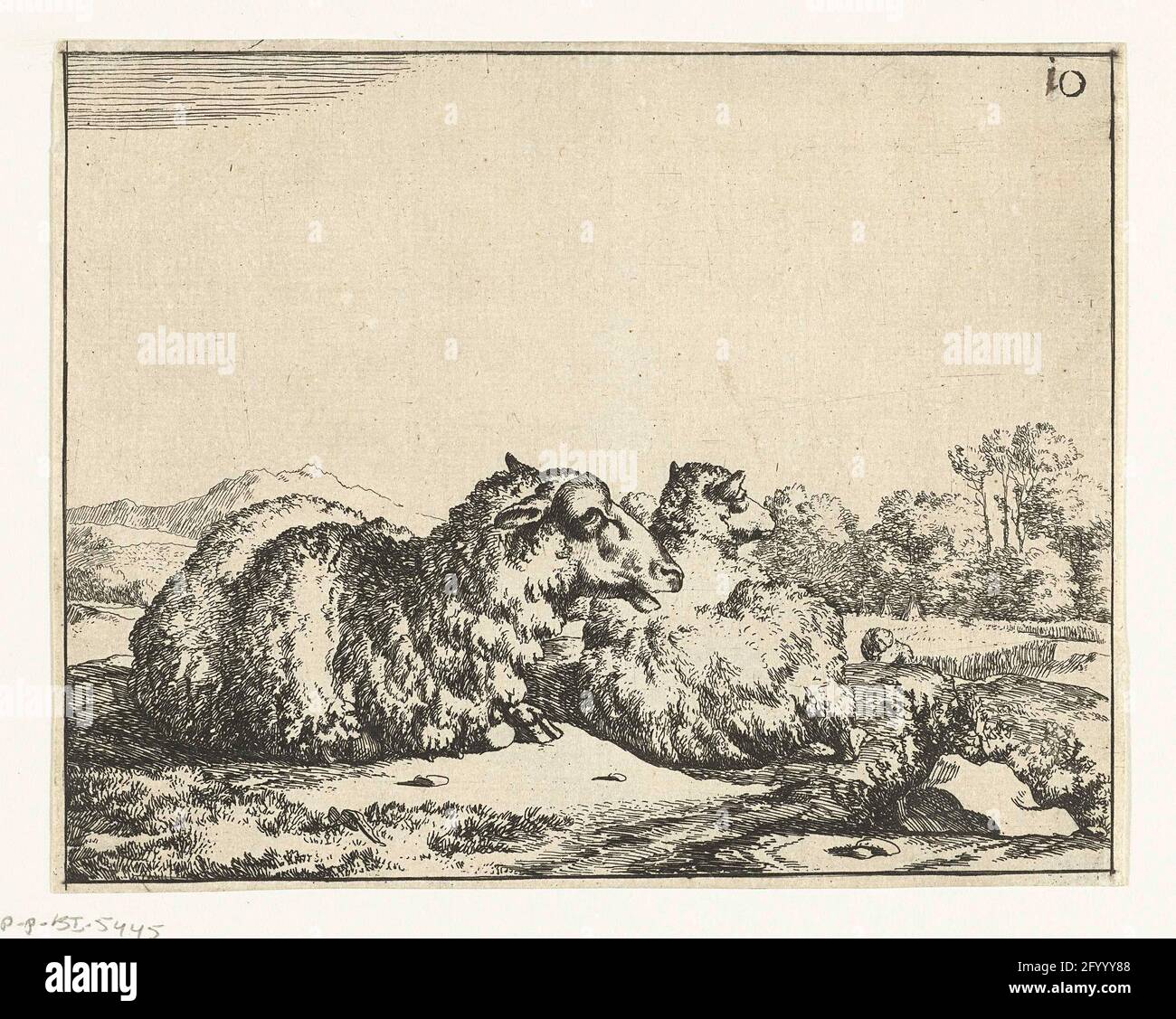 Two lying sheep, seen from behind; Sheep Stock Photo - Alamy