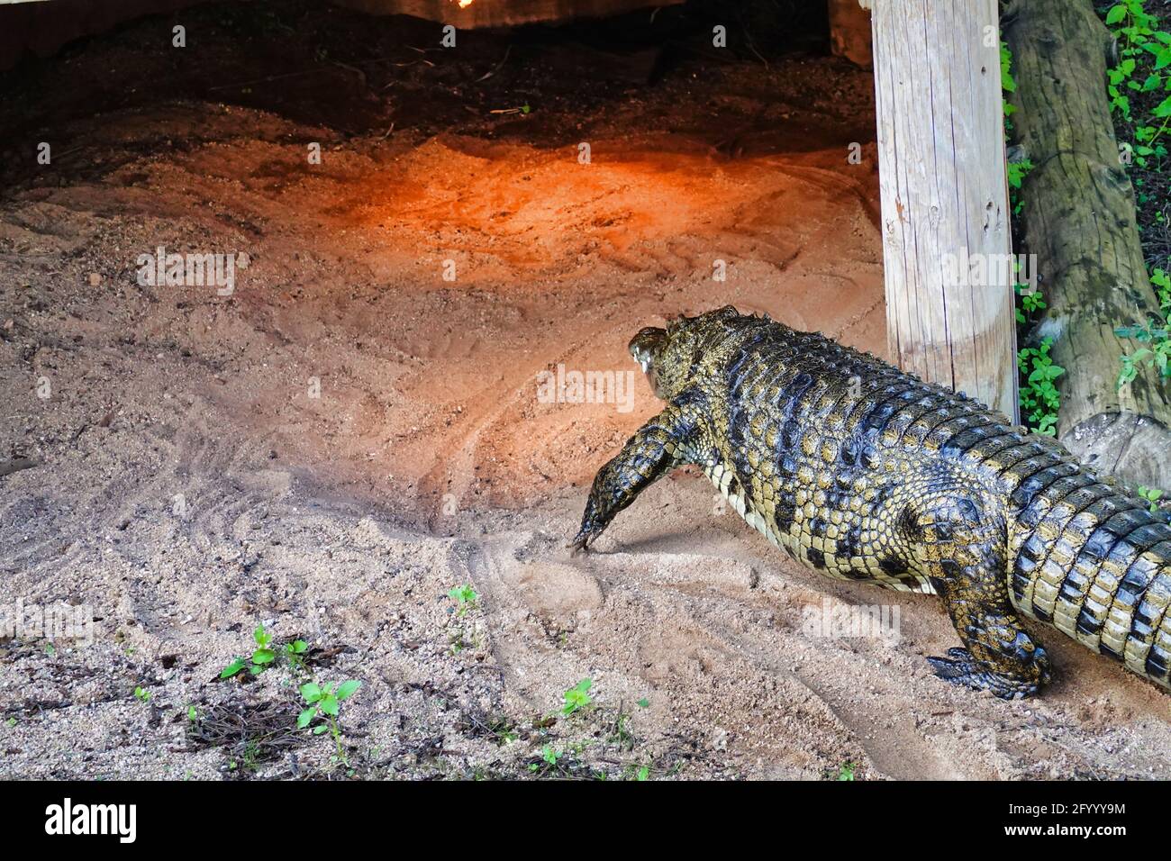 Crocodile walk hi-res stock photography and images - Alamy