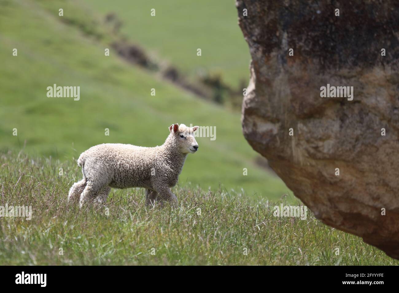 Coopworthschaf / Coopworth sheep / Ovis Stock Photo - Alamy