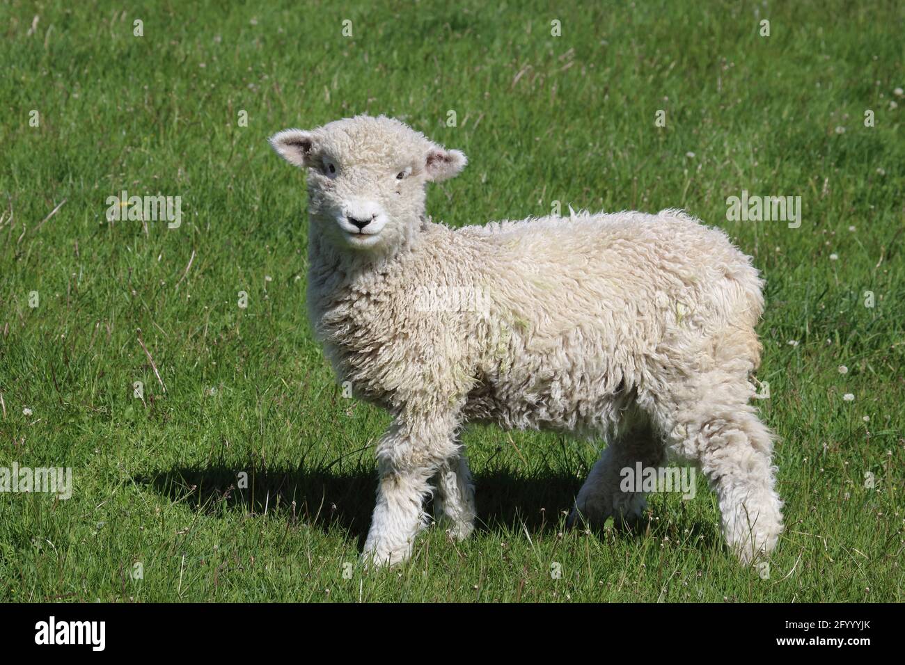 Romneyschaf / Romney sheep / Ovis Stock Photo - Alamy