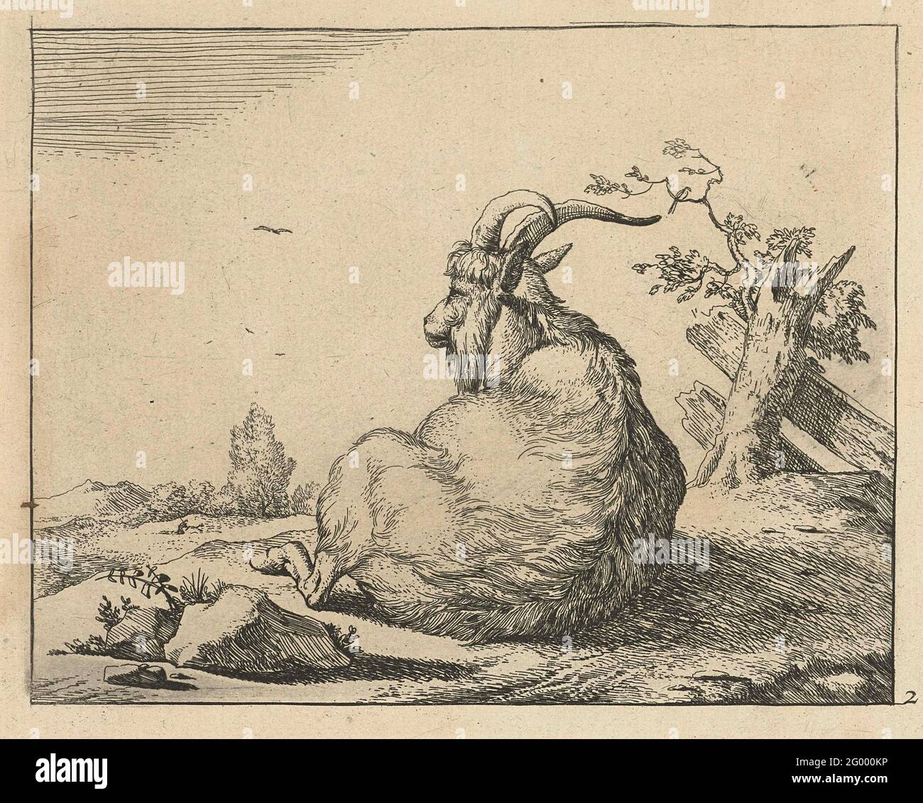 Buck sitting at fallen tree; Goats and goats Stock Photo - Alamy