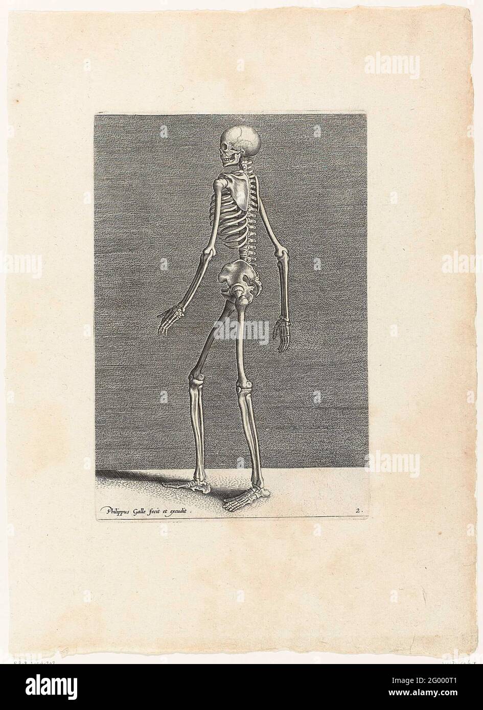 Skeleton in profile.; Fundaments of drawing; Instructions et fund's the ...