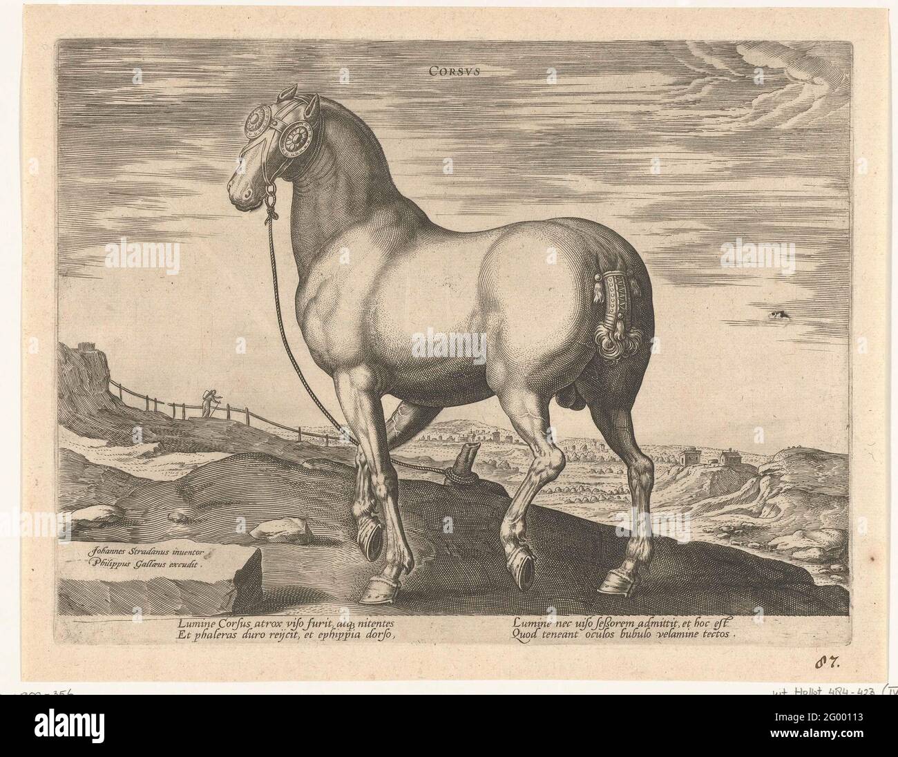 Horse from Corsica; Corsvs; Horse breeds from the Royal Stables of Don ...