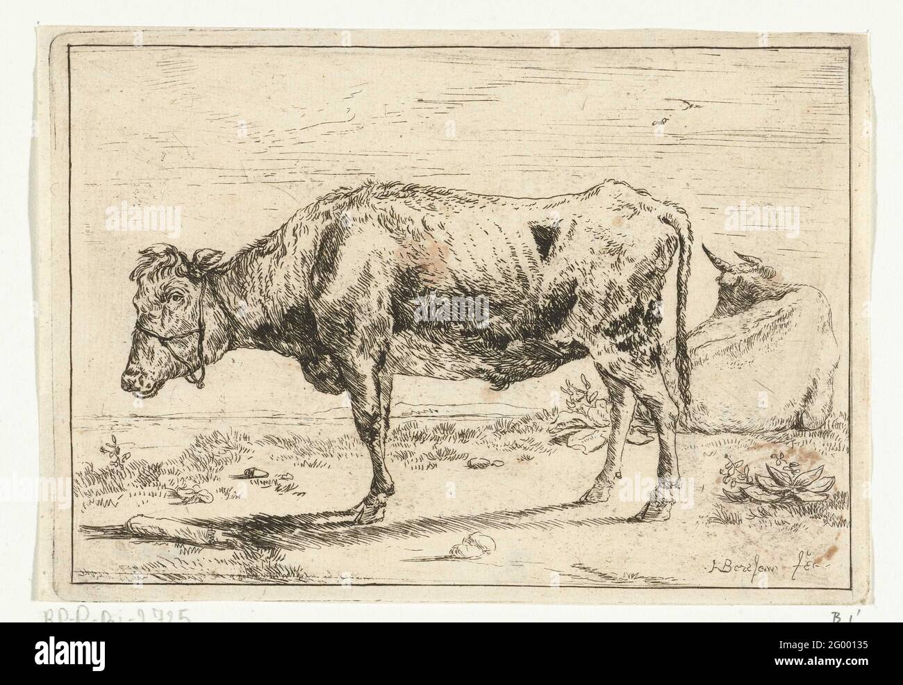 Cow with halter. Two cows. A cow with halter is lengthwise with his ...