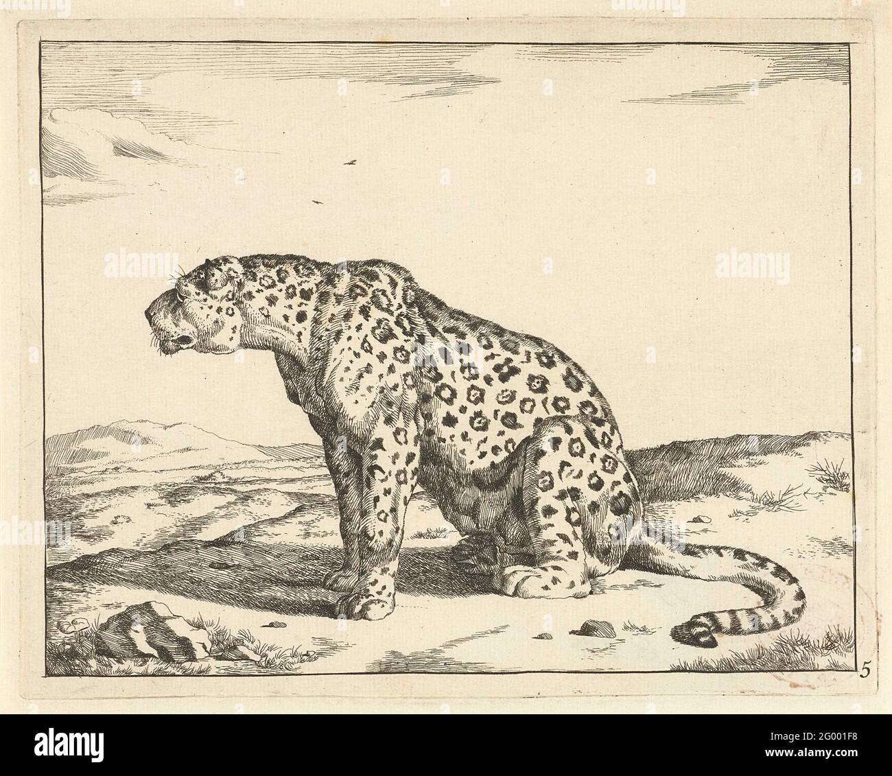 Leopard sitting on hind legs, left; Leopards Stock Photo - Alamy