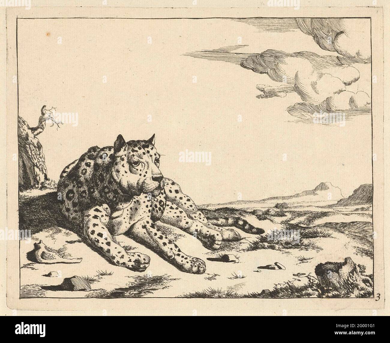 Lying leopard, seen from the front, the legs to the right; Leopards ...