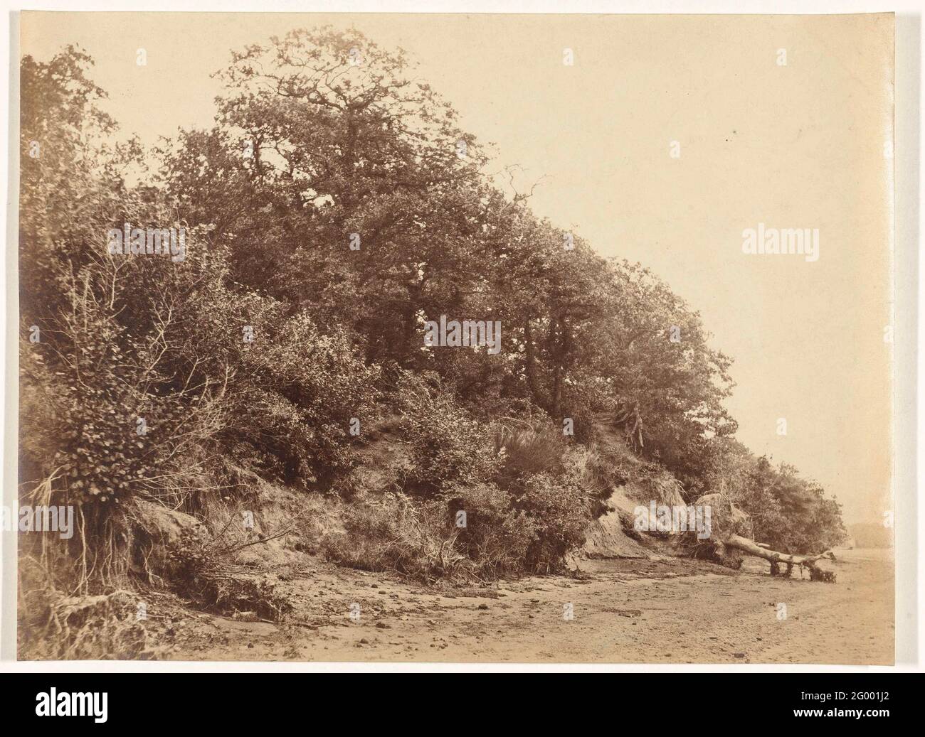 Trees on sandy soil hi-res stock photography and images - Alamy