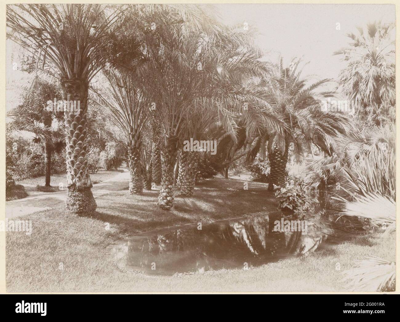 Palmentuin hi-res stock photography and images - Alamy