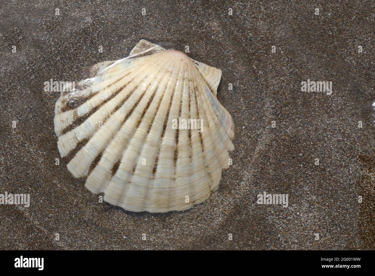 Muschel australien hi-res stock photography and images - Alamy