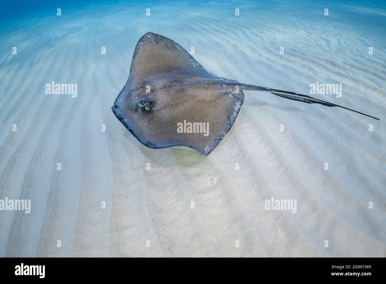 Stingray over shallow sand hi-res stock photography and images - Alamy