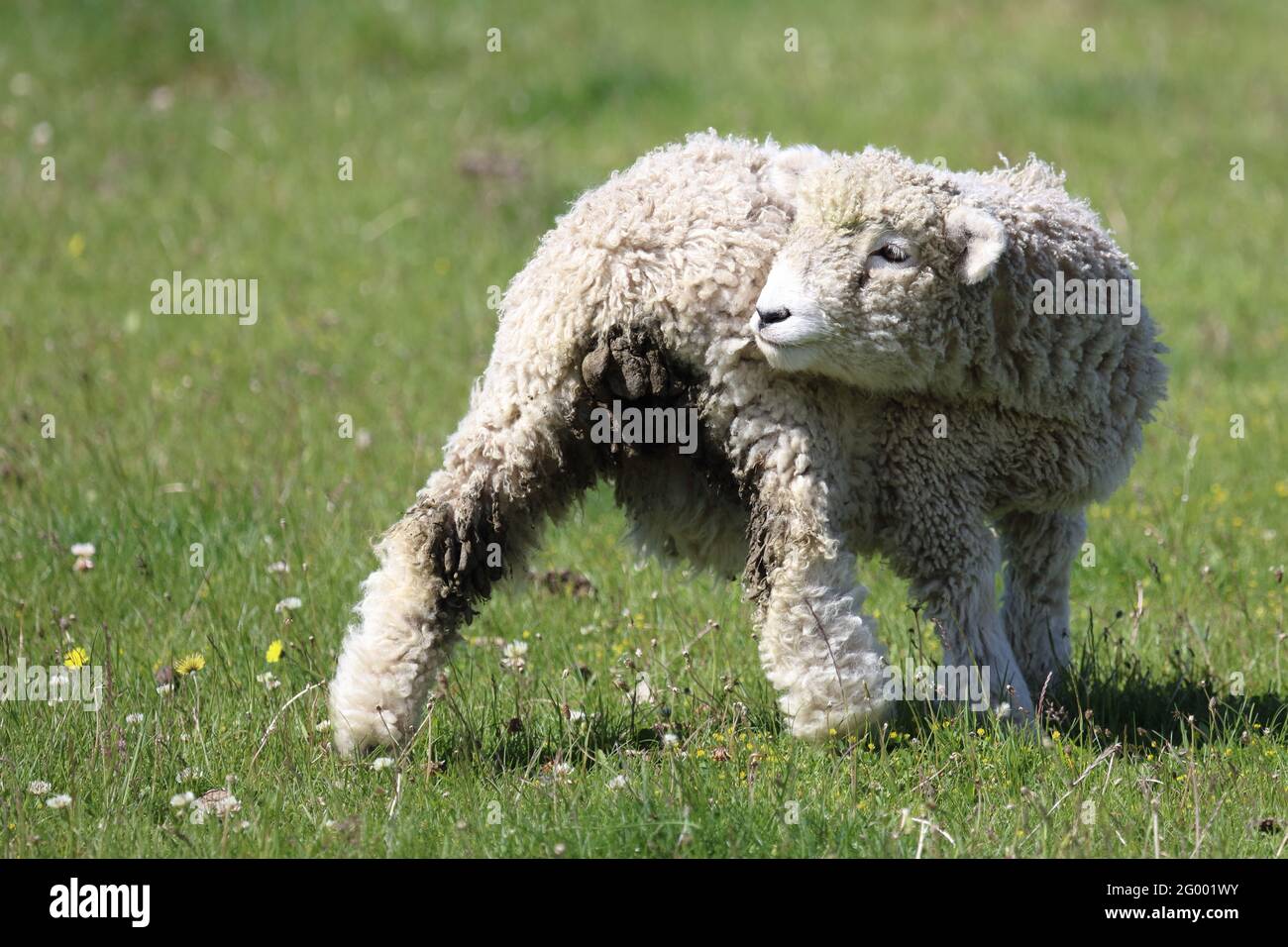Romneyschafe hi-res stock photography and images - Alamy