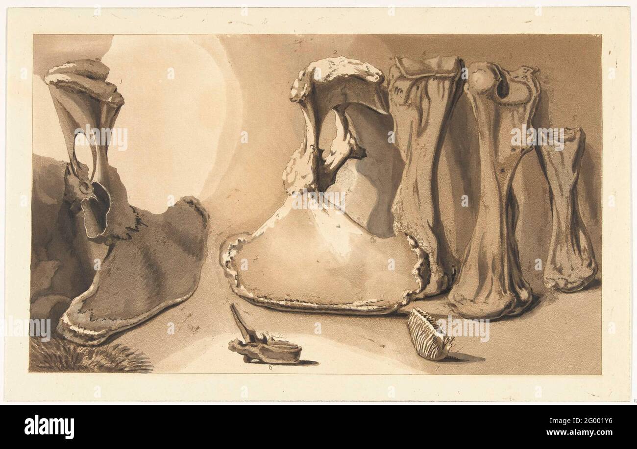 Washed up bones; A few bones by breaking the Dyk by Loenen, raised by ...