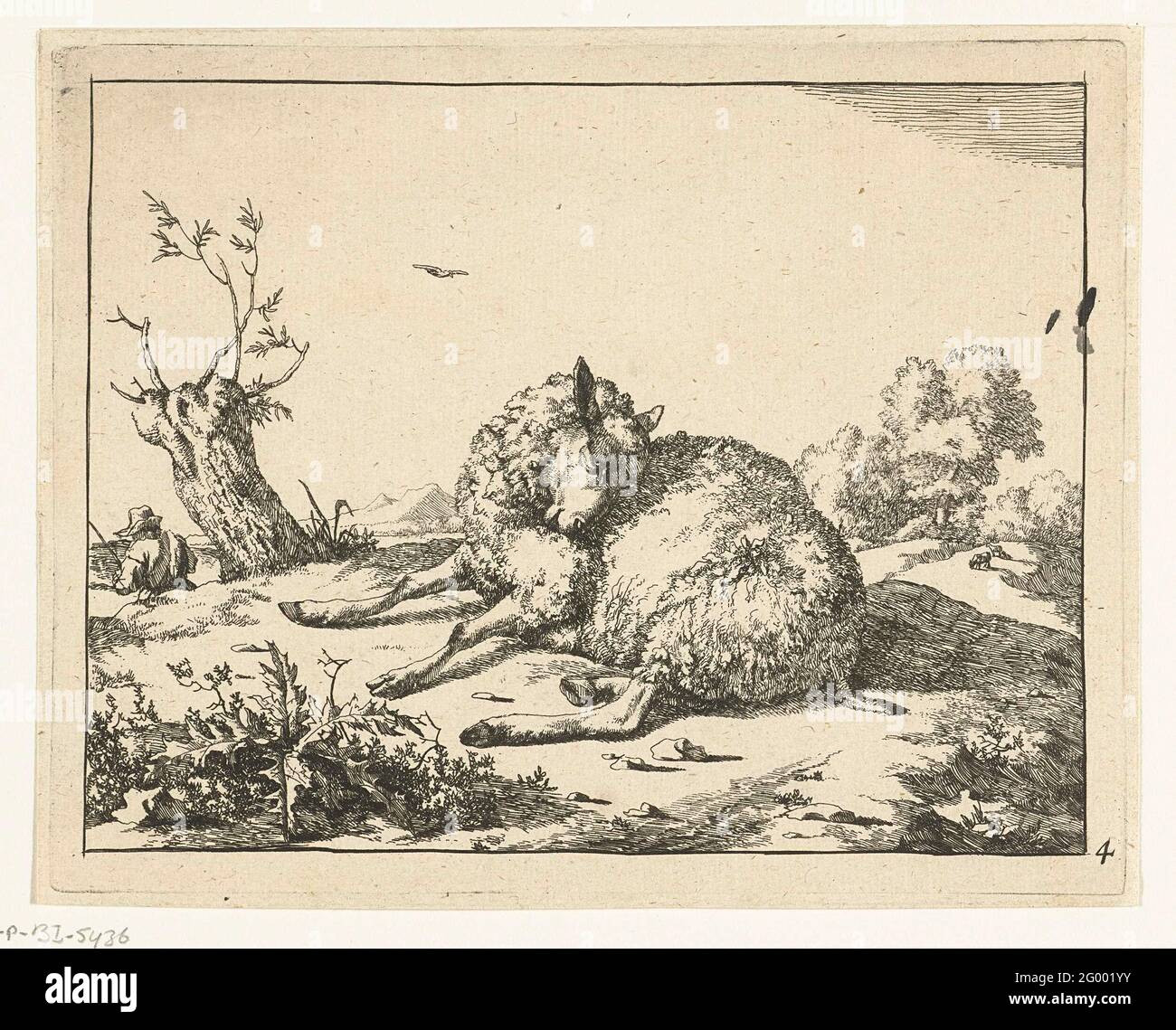 Lying sheep, at Knotwilg; Sheep Stock Photo - Alamy