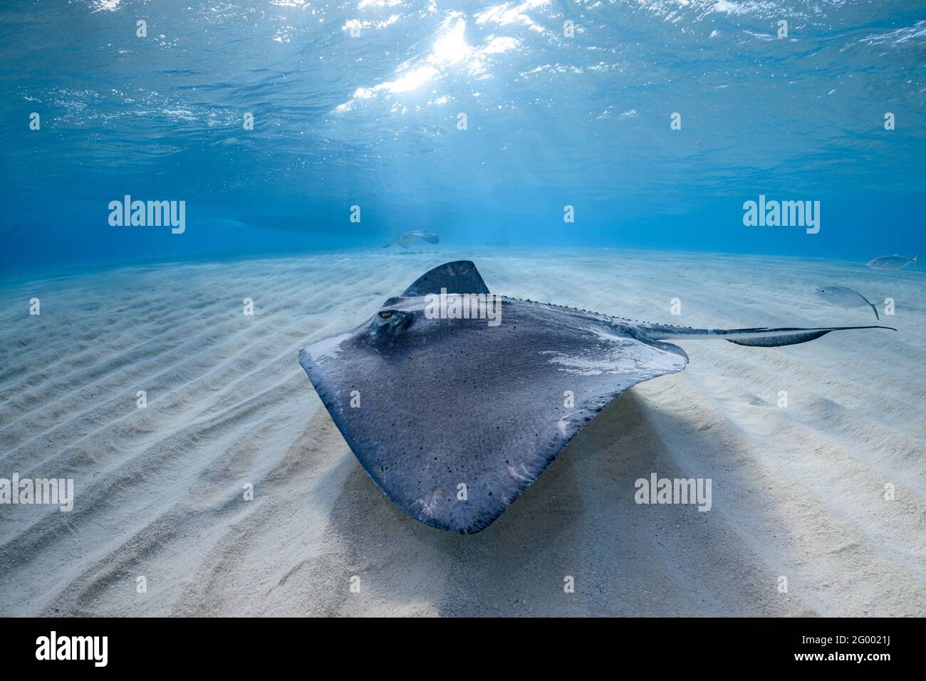 Stingray over shallow sand bar Stock Photo - Alamy
