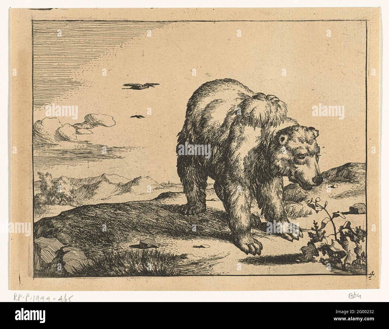 Standing bear at plant; Bears Stock Photo - Alamy