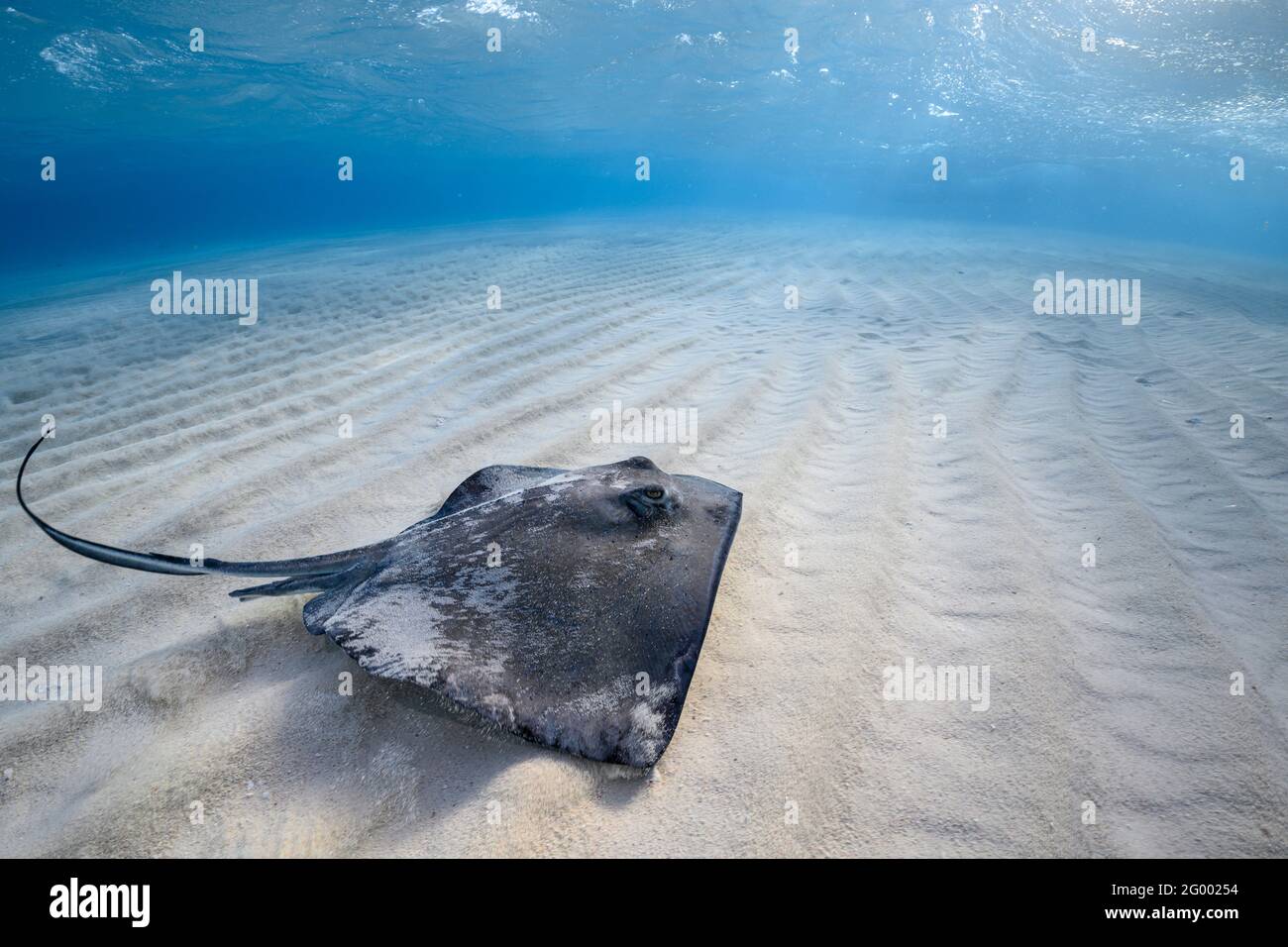 Stingray over shallow sand bar Stock Photo - Alamy