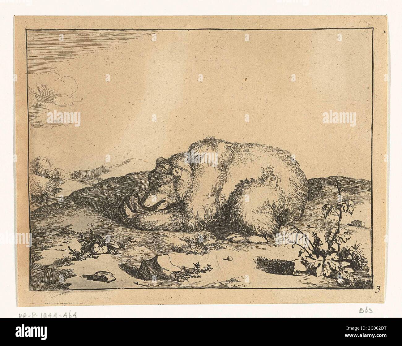 Lying bear, slightly eating from his left leg; Bears Stock Photo - Alamy