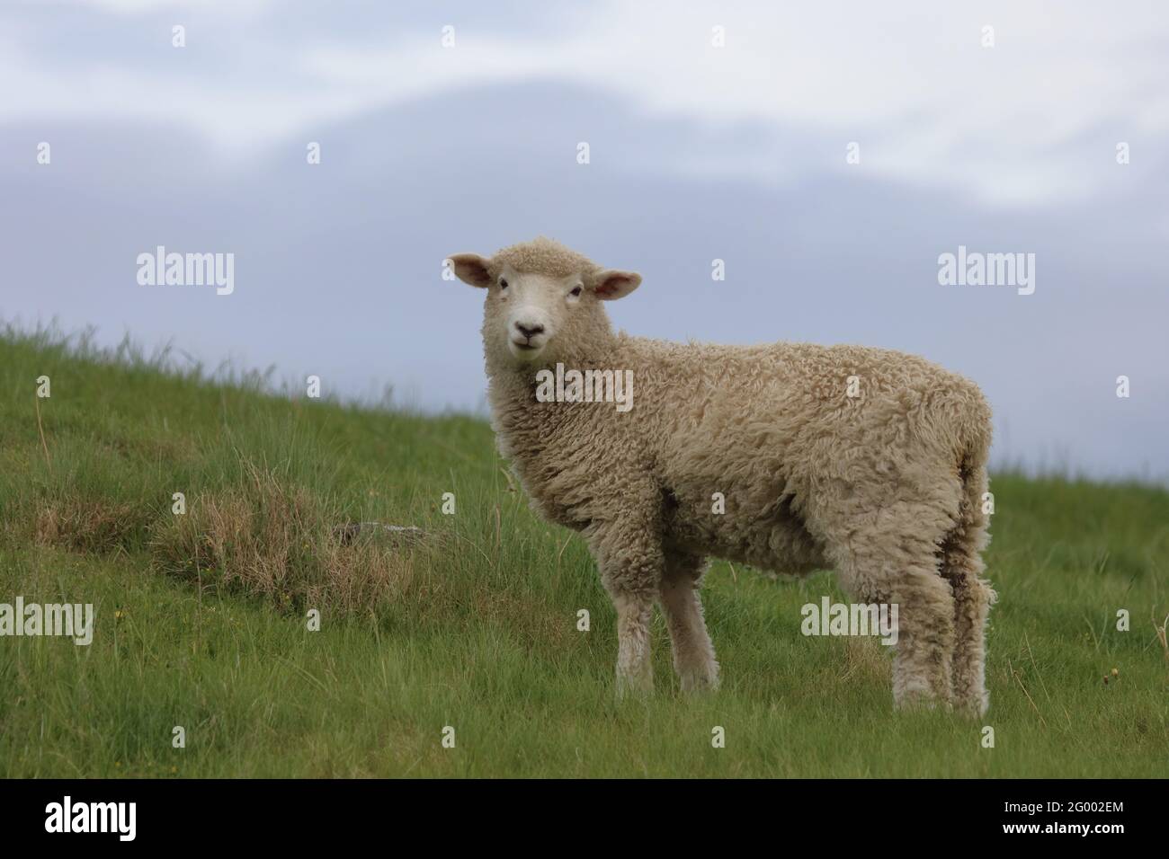 Romneyschafe hi-res stock photography and images - Alamy
