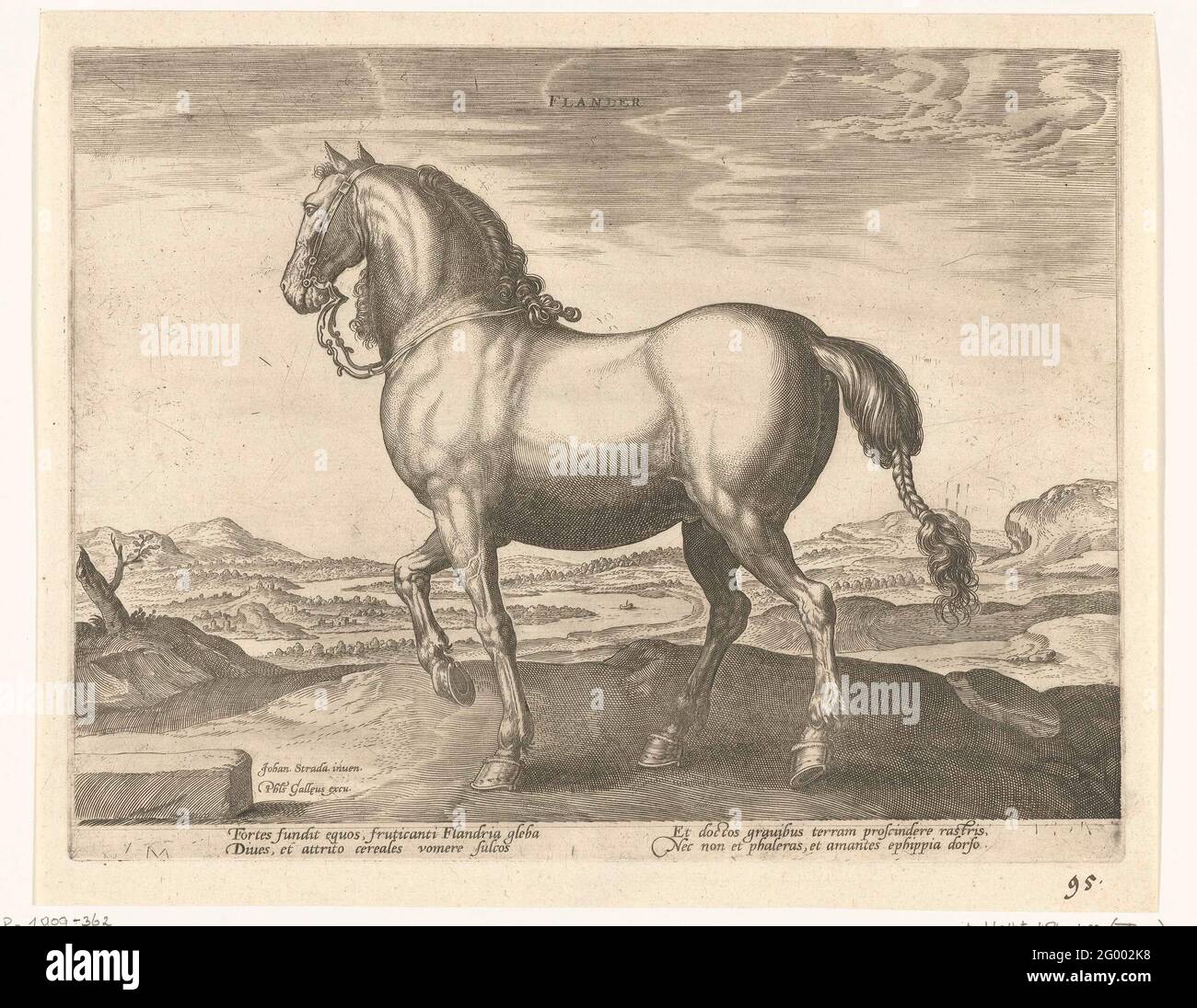 Horse from Flanders; Flander; Horse breeds from the Royal Stables of ...