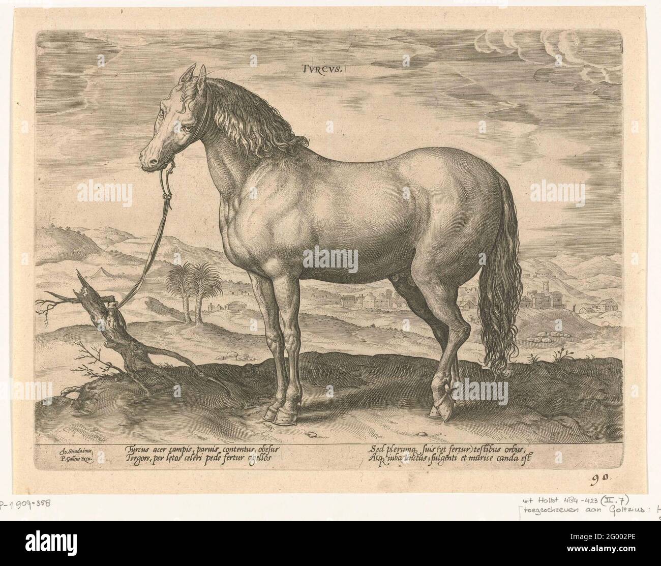 Horse from Turkey; Tvrcvs; Horse breeds from the Royal Stables of Don ...