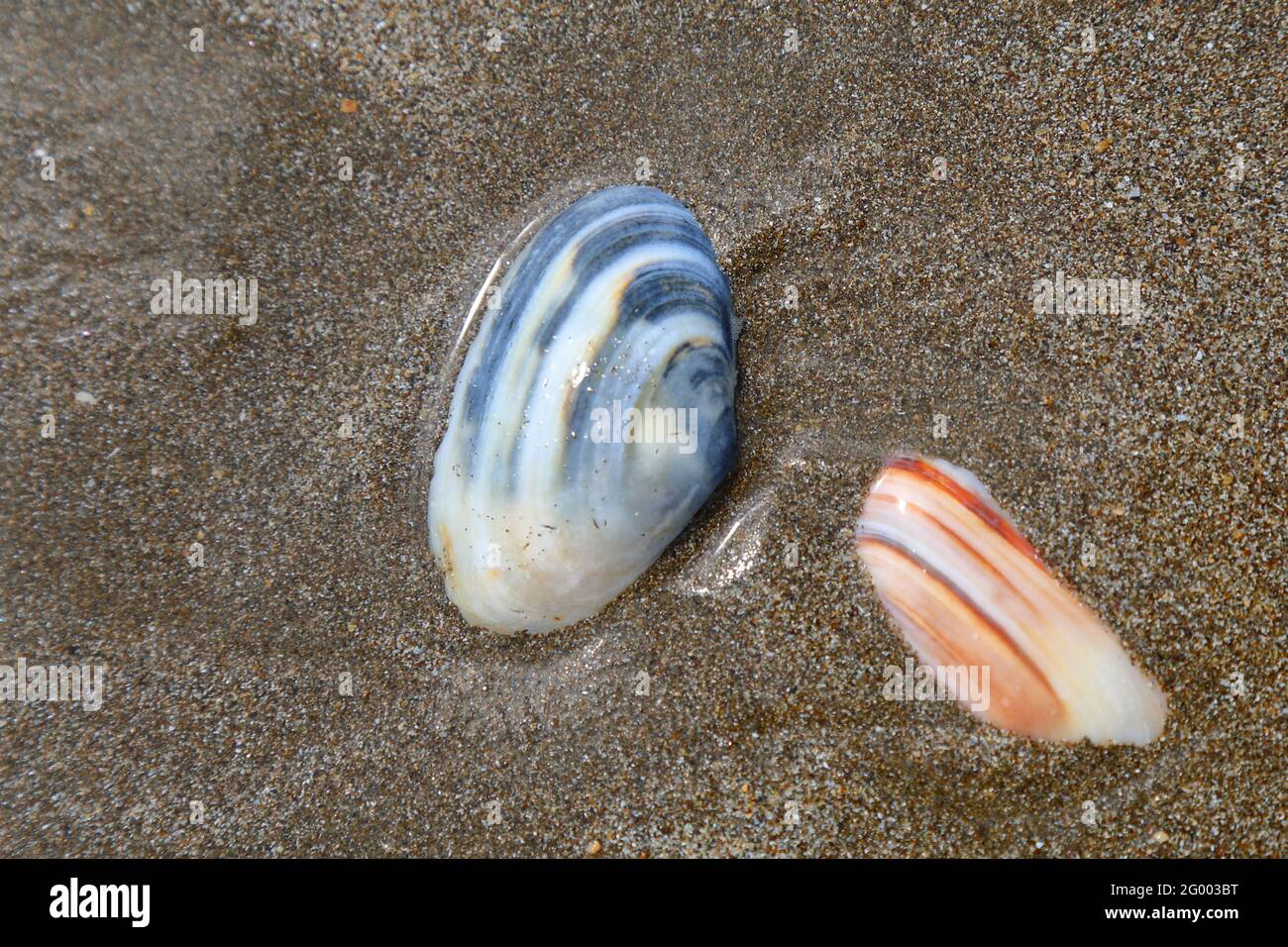 Muschel australien hi-res stock photography and images - Alamy