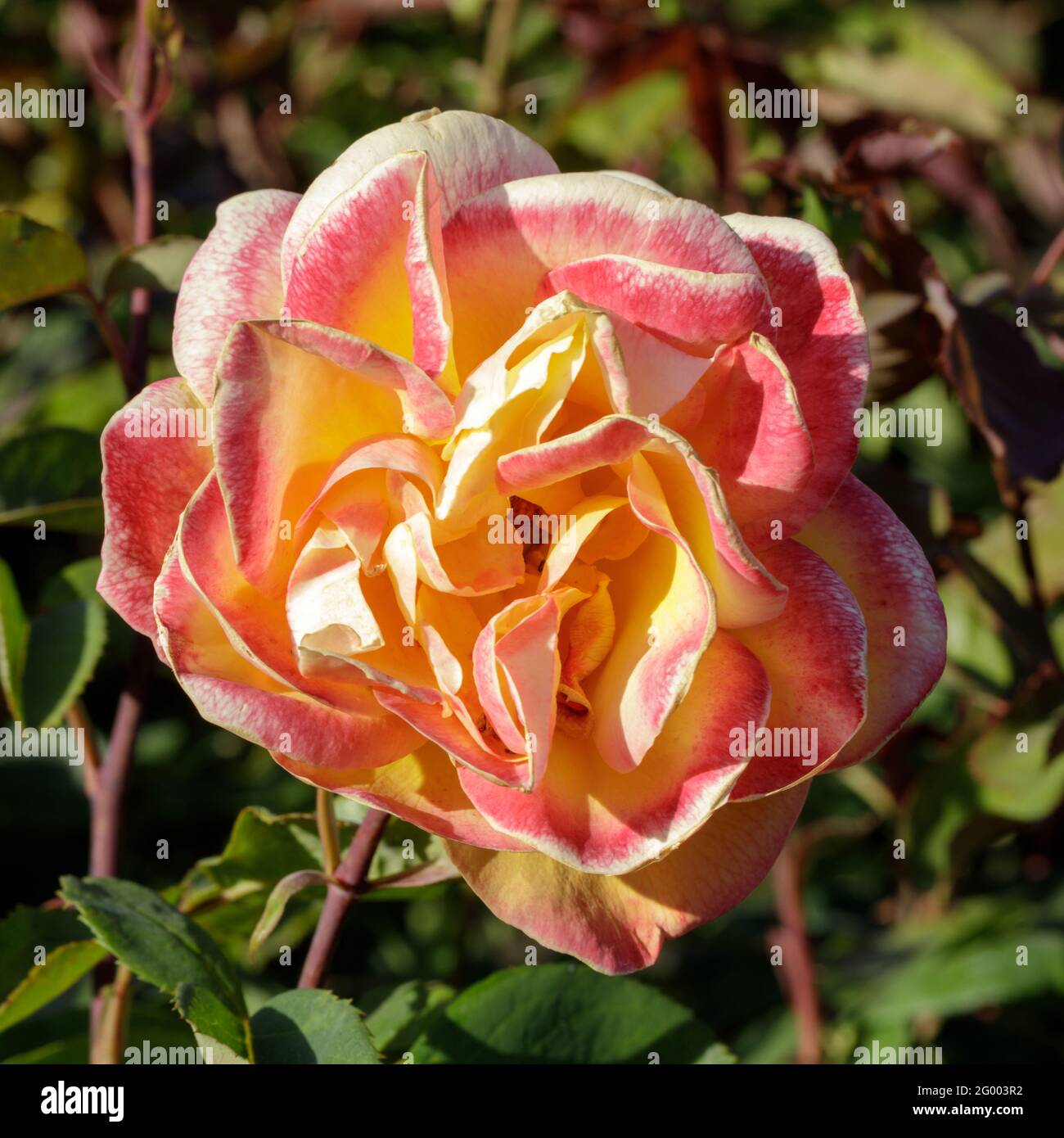 'Strike It Rich' Yellow Blend Grandiflora Rose in Bloom. San Jose ...