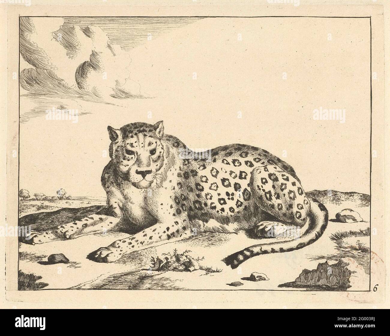 Lying leopard, to the left; Leopards Stock Photo - Alamy