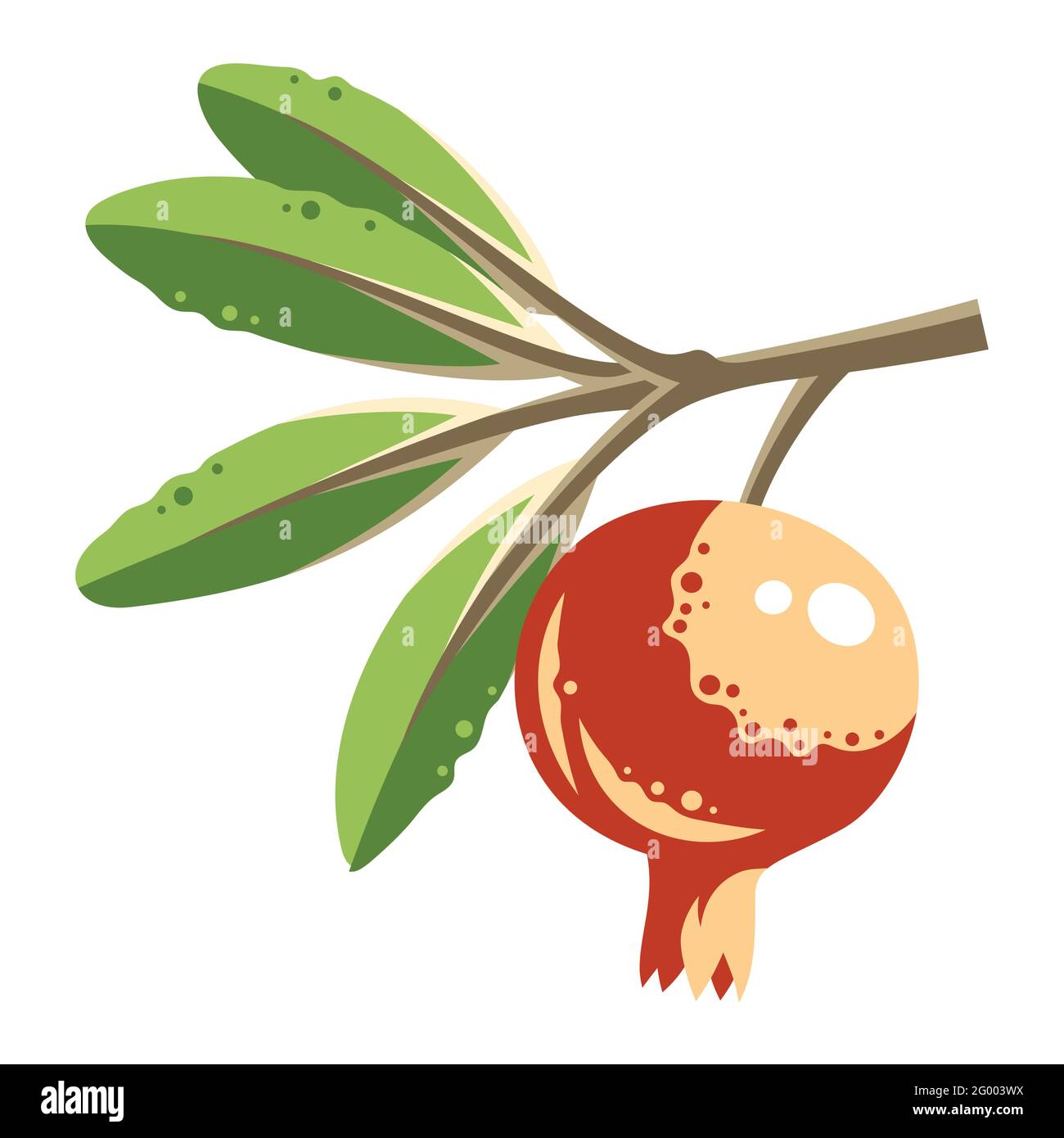 Pomegranate vector illustration isolated on white Stock Vector Image ...